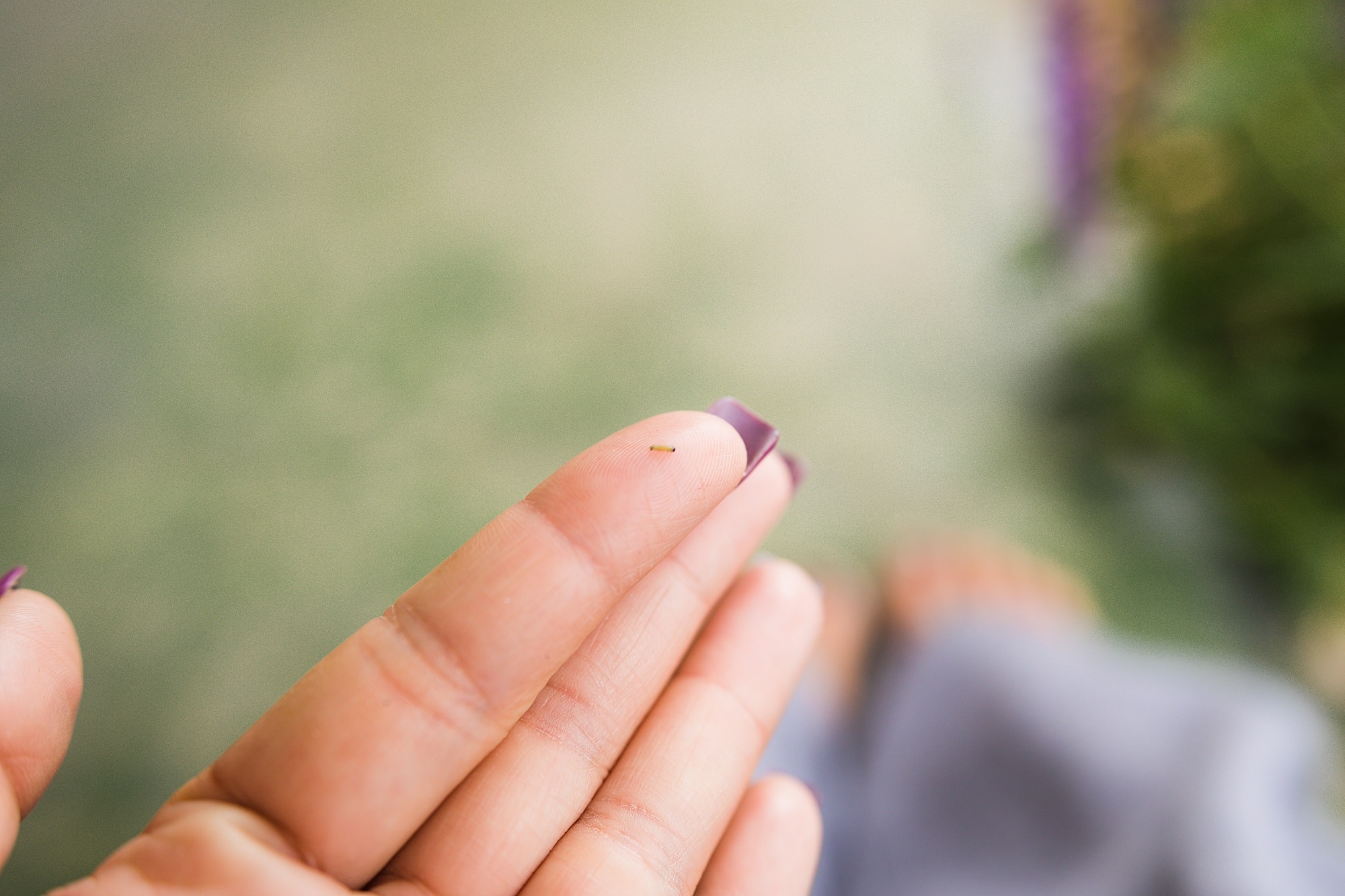 Stage 2: Monarch Butterfly Caterpillar - Rebecca Chapman Photography