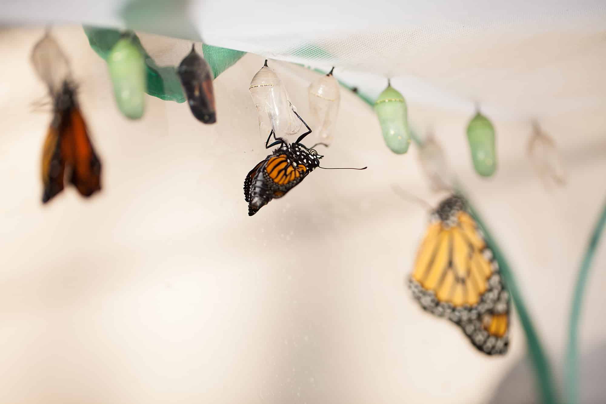 Monarch Butterfly Hatching - Rebecca Chapman Photography
